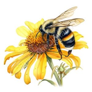 Watercolor Bumble Bee Clipart, Spring Garden Bee Clip Art PNG Graphics ...