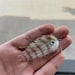 EP Pinfish, Baitfish Flies 1/0 3 PACK Balaz Fly Co, Saltwater Flies ...