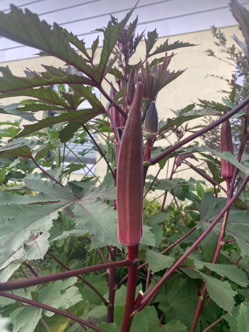 Okra Variety Pack Seeds 40 Count Free Gift Included - Etsy