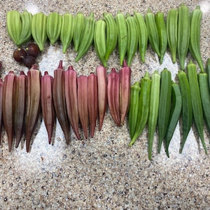 Okra Variety Pack Seeds 40 Count Free Gift Included - Etsy