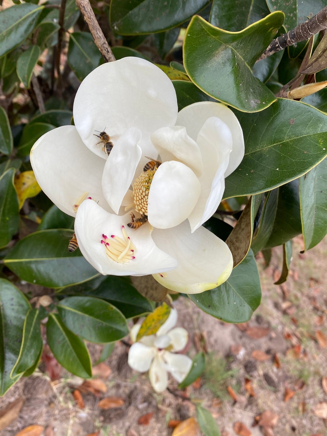 Southern Magnolia Tree Seeds 20 Count - Etsy