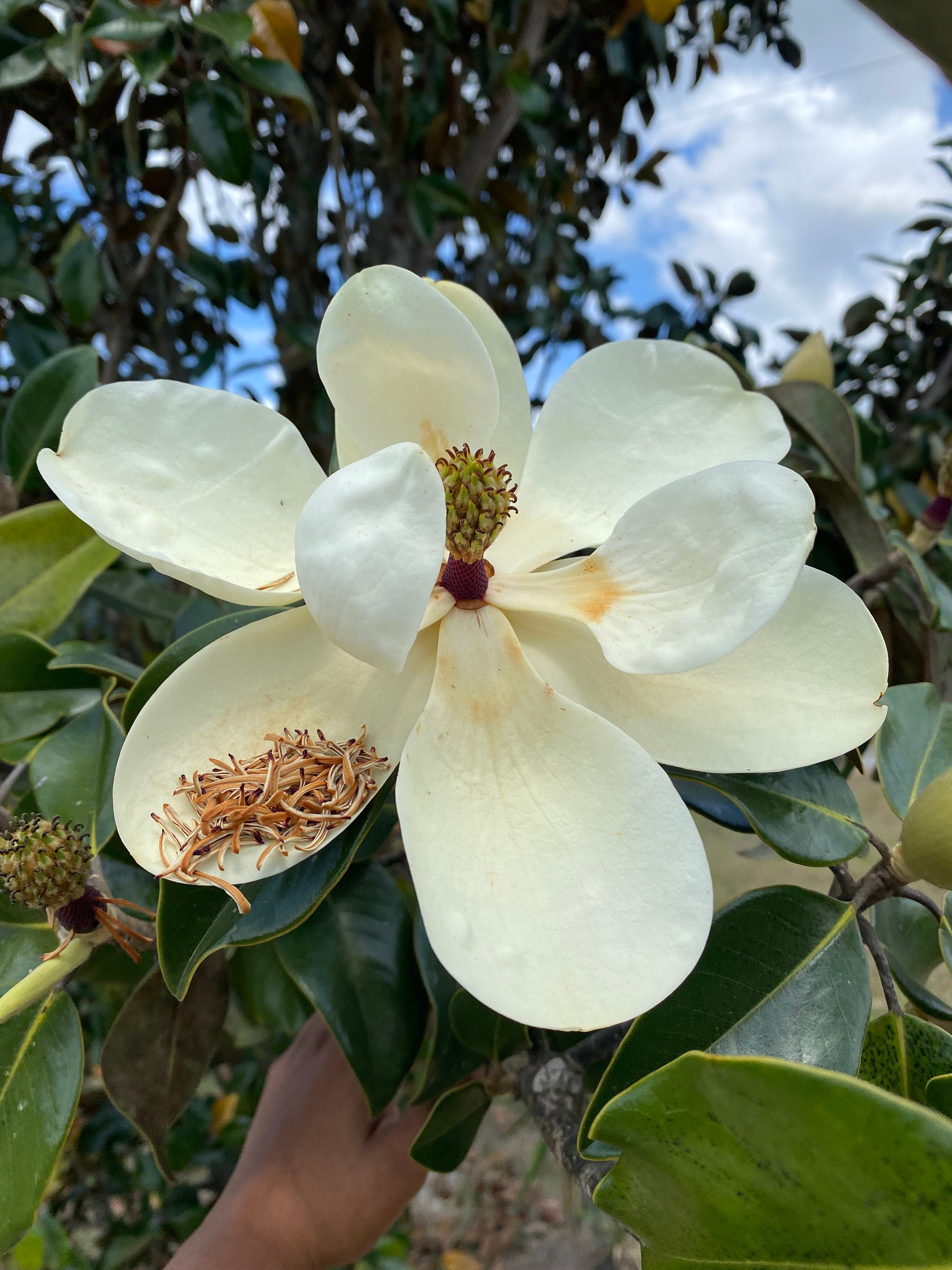 Southern Magnolia Tree Seeds 20 Count - Etsy