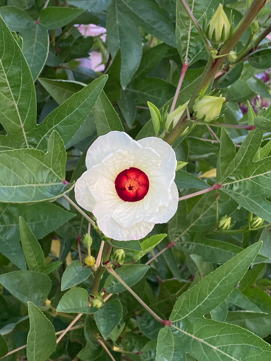 White Sorrel Florida Cranberry Roselle Hibiscus Seeds 40 Seeds - Etsy