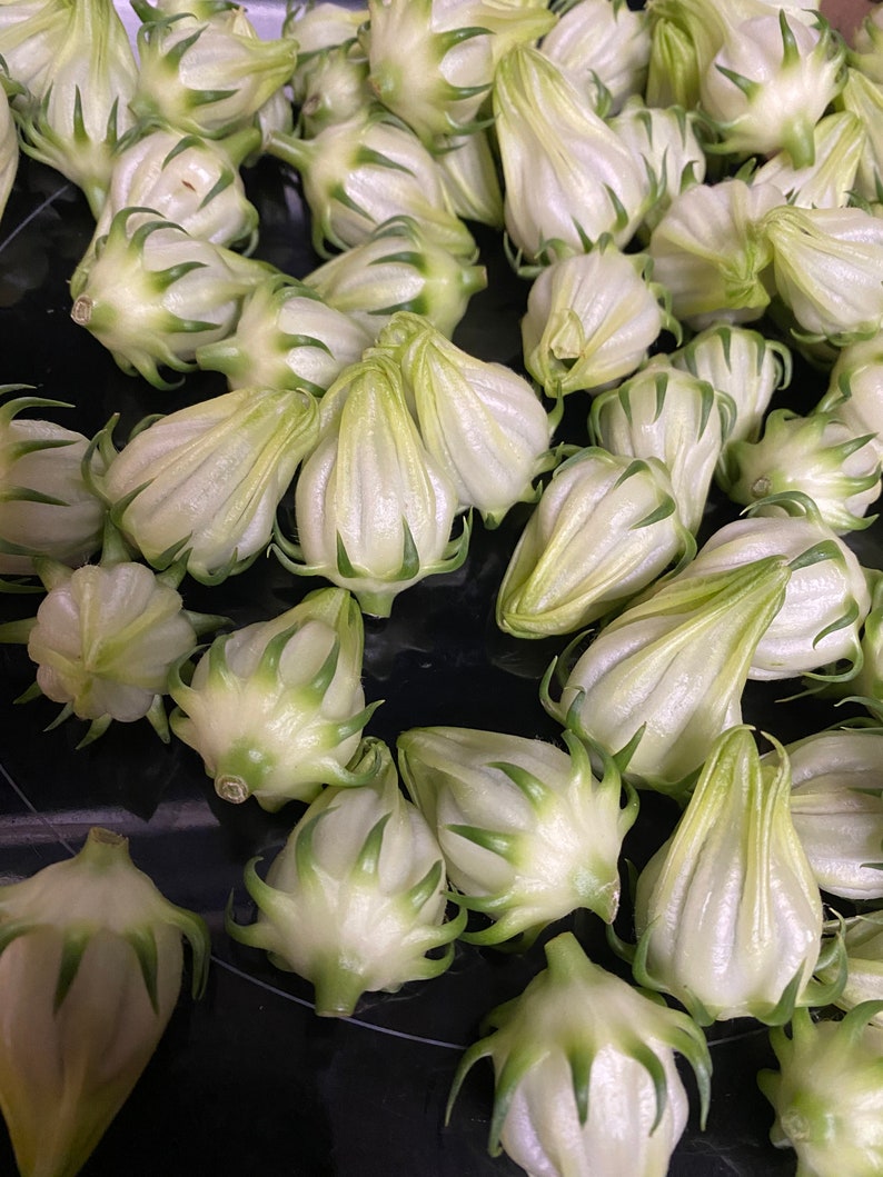 White Sorrel Florida Cranberry Roselle Hibiscus Seeds 40 Seeds - Etsy