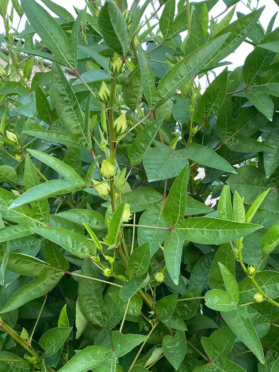 White Sorrel Florida Cranberry Roselle Hibiscus Seeds 40 Seeds - Etsy