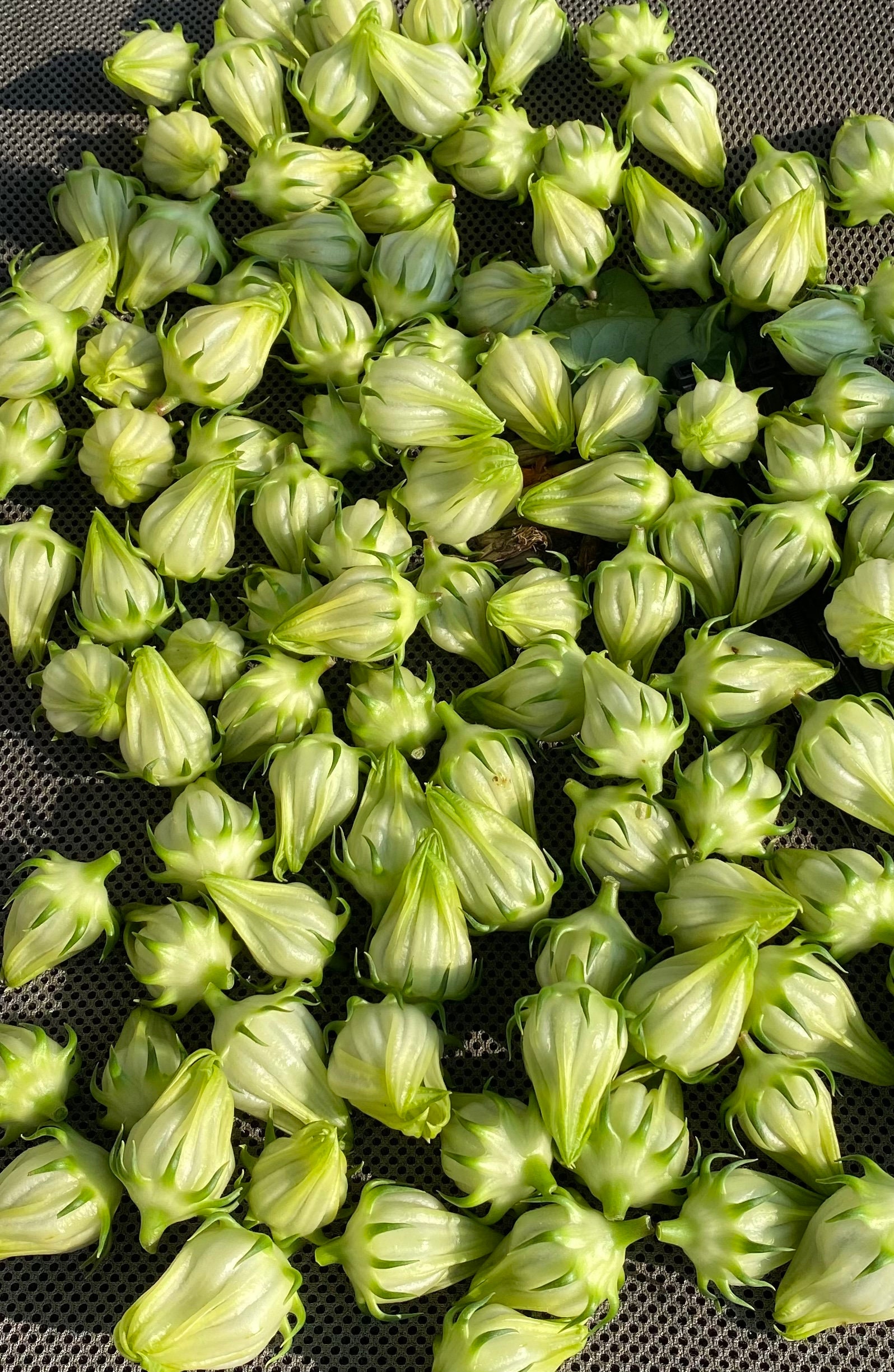 White Sorrel Florida Cranberry Roselle Hibiscus Seeds 40 Seeds - Etsy