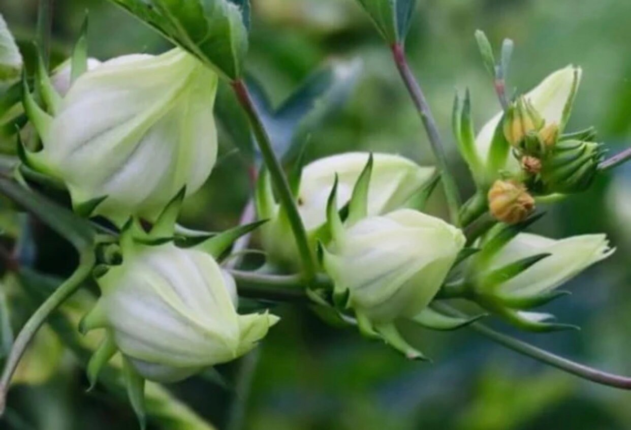 White Sorrel Florida Cranberry Roselle Hibiscus Seeds 40 Seeds - Etsy
