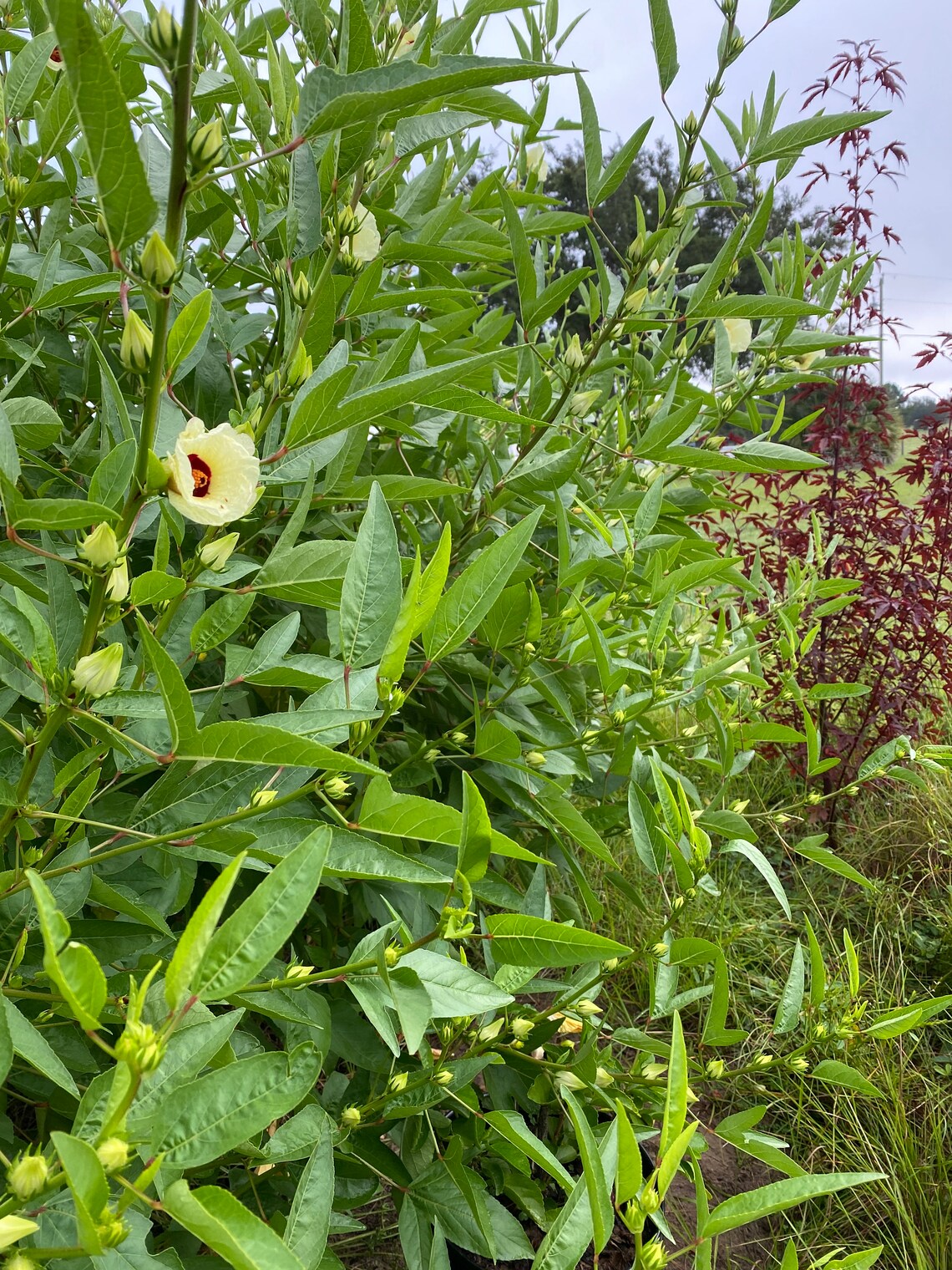 White Sorrel Florida Cranberry Roselle Hibiscus Seeds 40 Seeds - Etsy