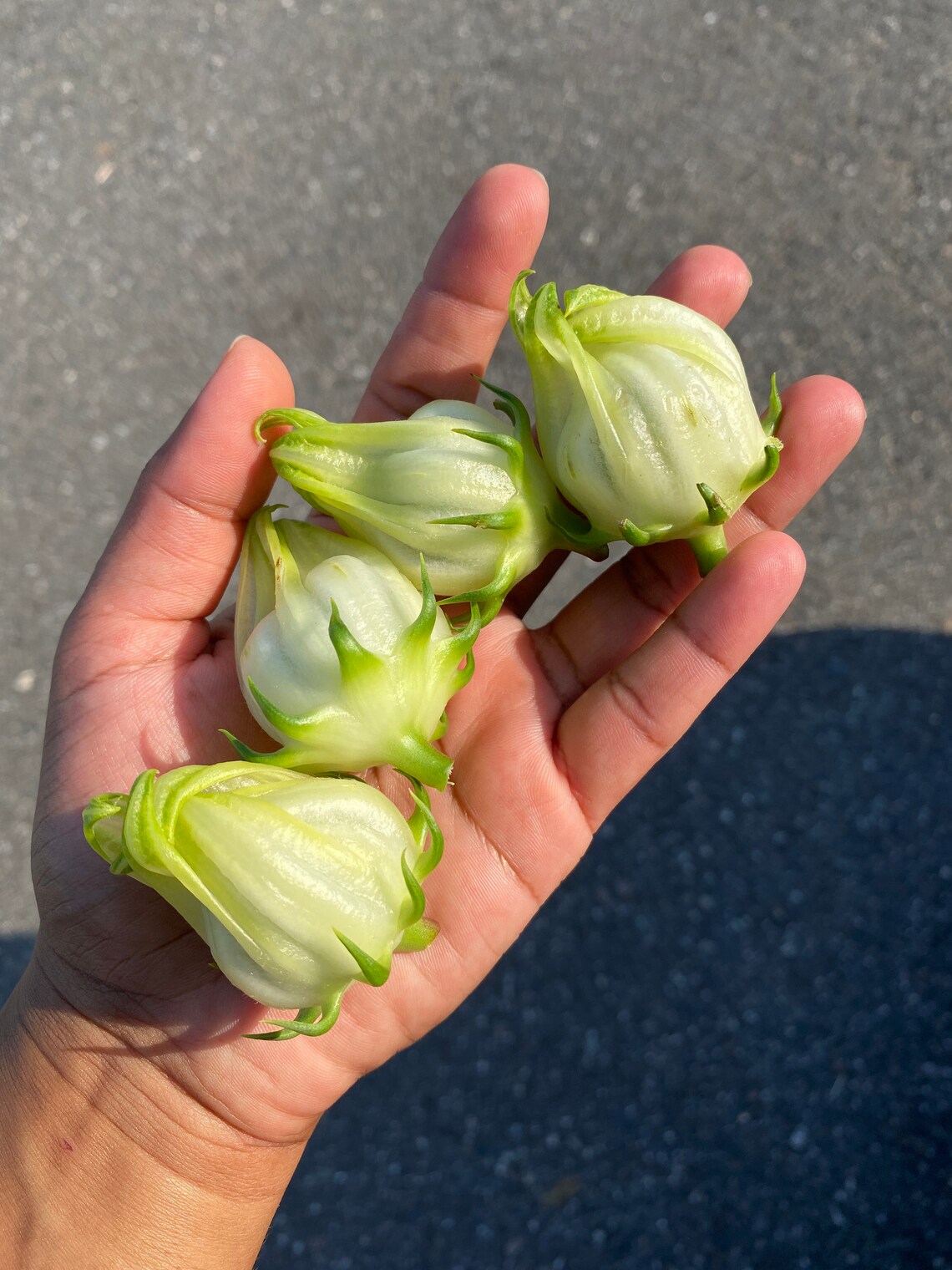 White Sorrel Florida Cranberry Roselle Hibiscus Seeds 40 Seeds - Etsy