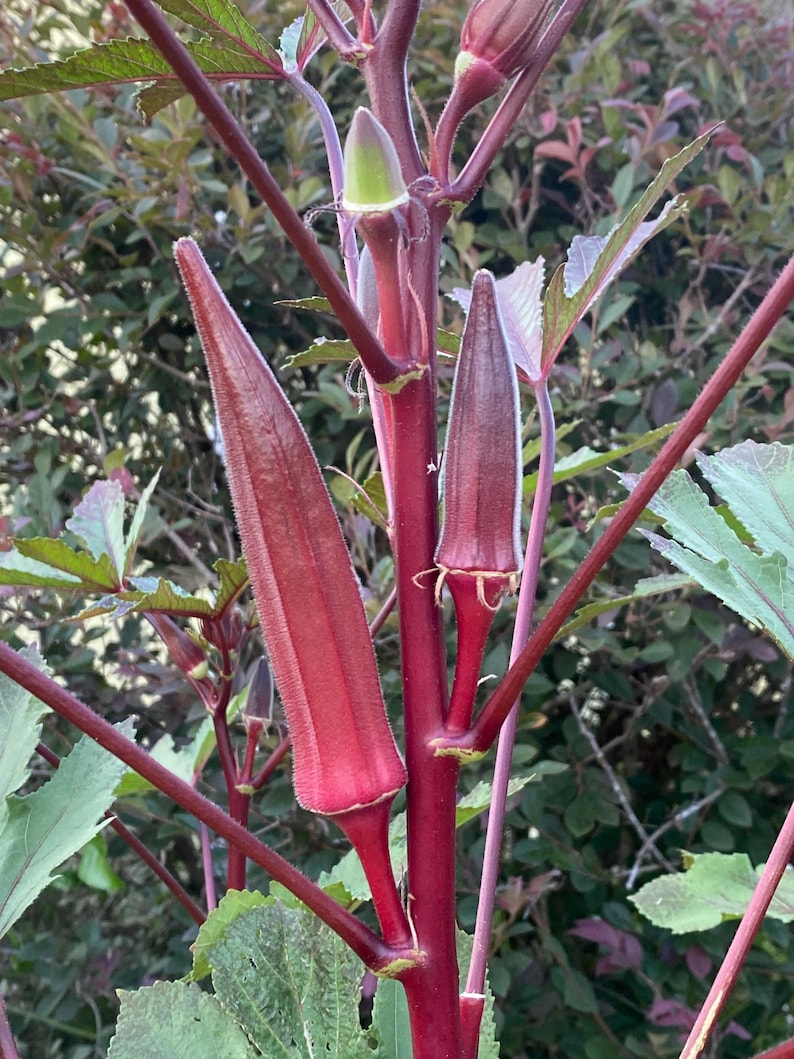 Okra Variety Pack Seeds 40 Count Free Gift Included - Etsy