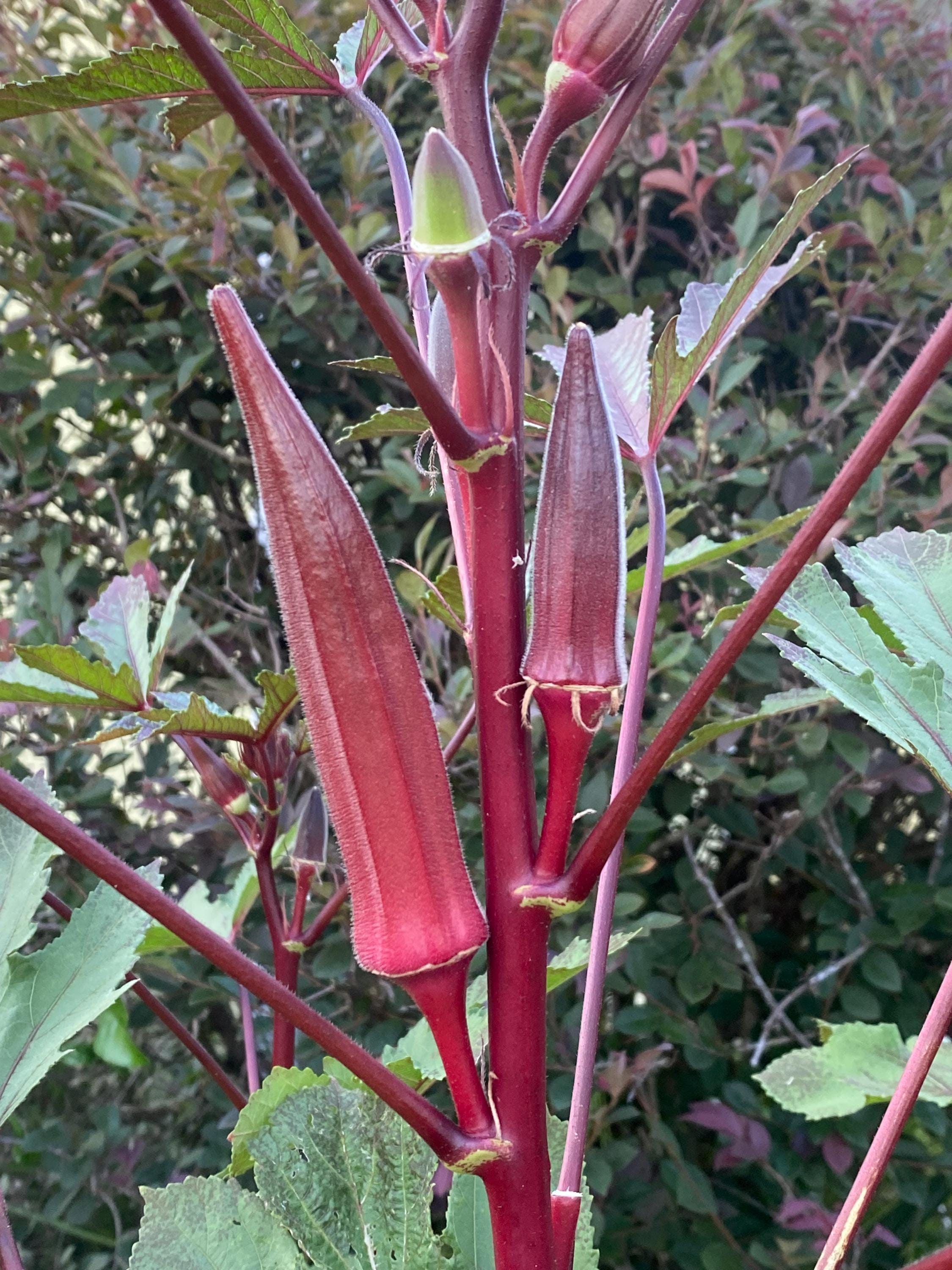 Okra Variety Pack Seeds 40 Count - Etsy