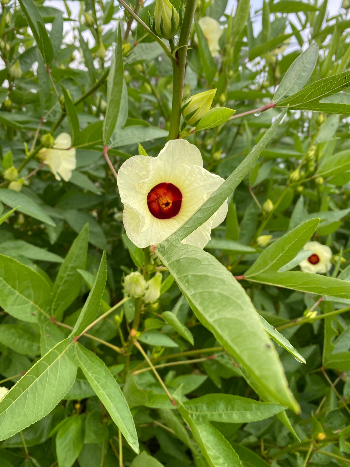 White Sorrel Florida Cranberry Roselle Hibiscus Seeds 40 Seeds - Etsy