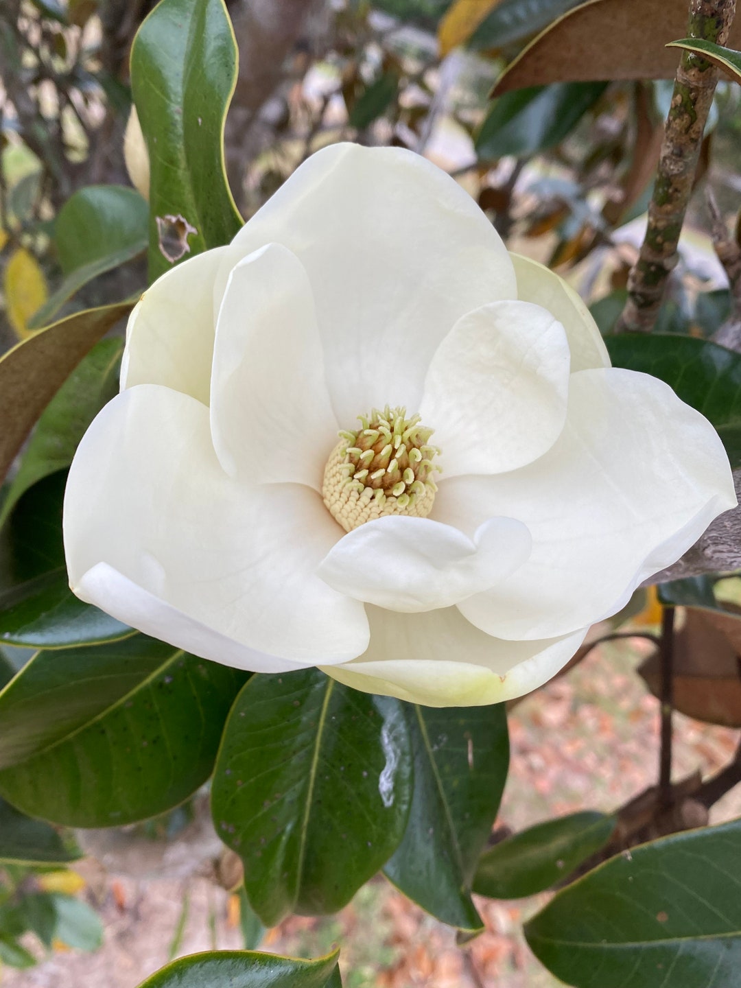 Southern Magnolia Tree Seeds 20 Count - Etsy