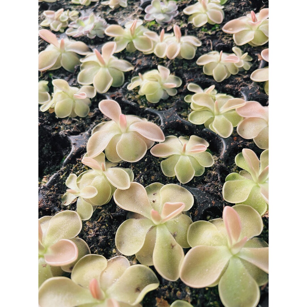 Pinguicula Sethos Live Plant - Carnivorous Butterwort - Fungus Gnat ...