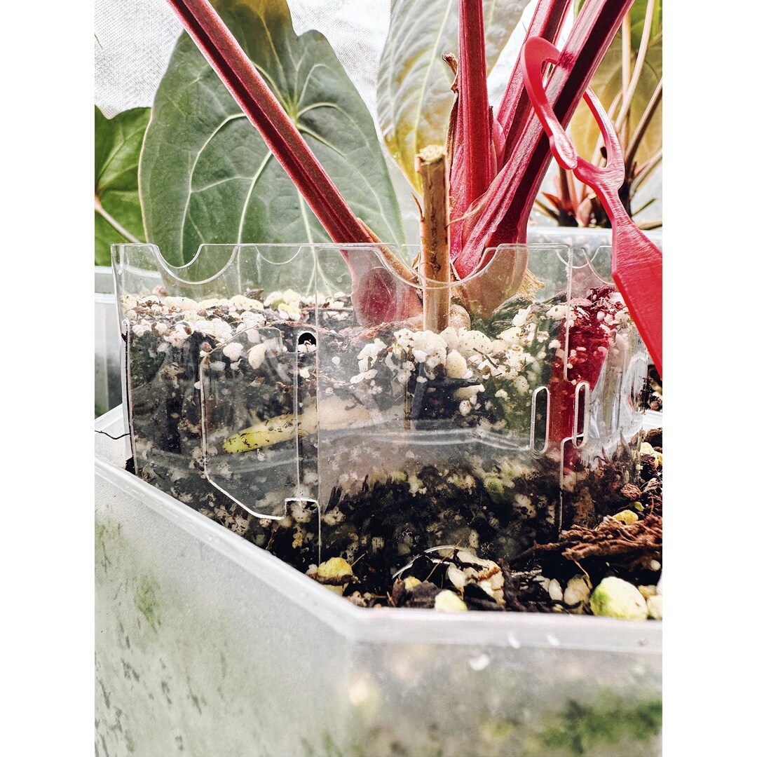 Clear Pot Extender Plant Support Aerial Roots Acrylic - Etsy