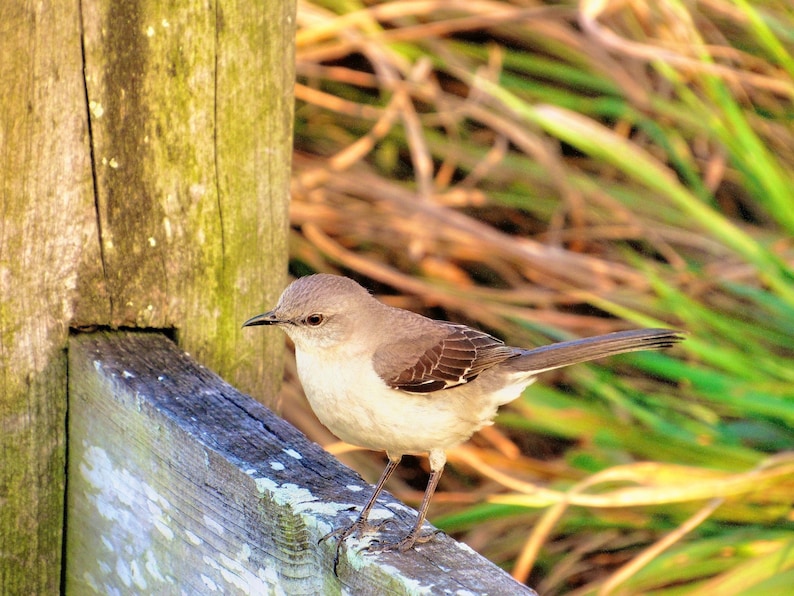 Mockingbird/songbird/florida State Bird/wildlife/nature - Etsy