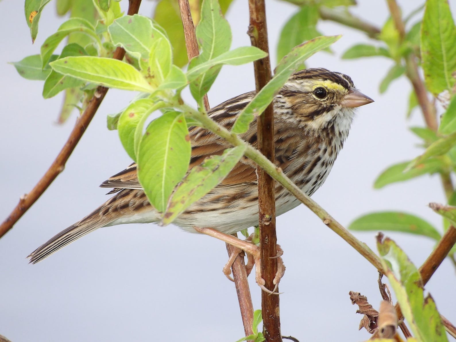 Savannah Sparrow/ Songbirds/ Small Colorful Songbirds/ Sparrows - Etsy