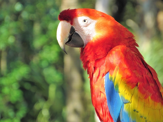 Parrots/ Tropical Birds/bird Photography/parrot Photography - Etsy