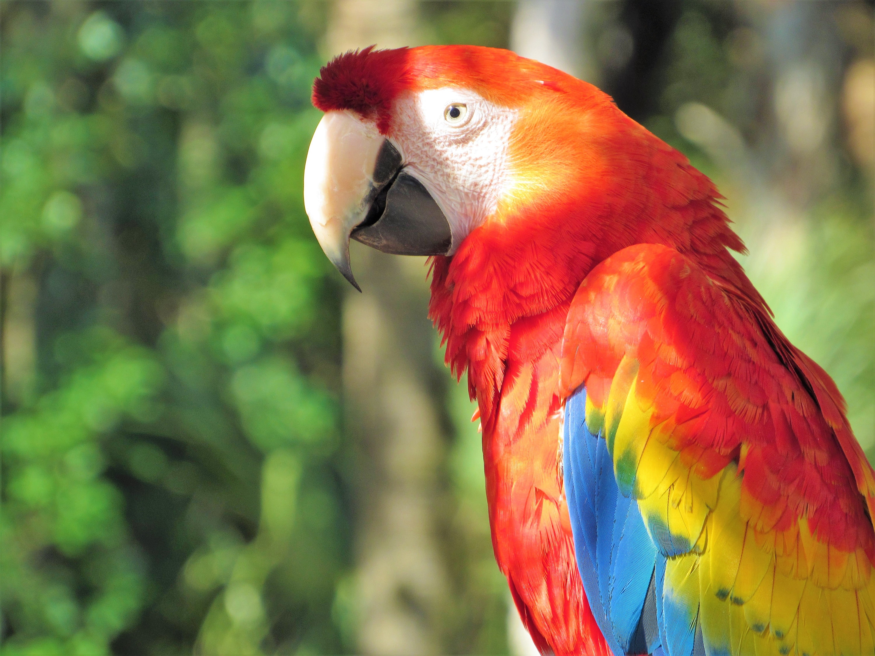 Parrots/ Tropical Birds/bird Photography/parrot Photography - Etsy