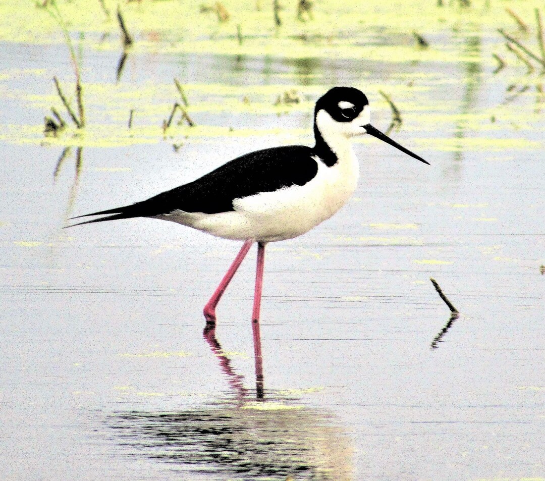 Shorebird/ Black-necked Stilt/ Coastal Birds/ Pink Legged Birds - Etsy