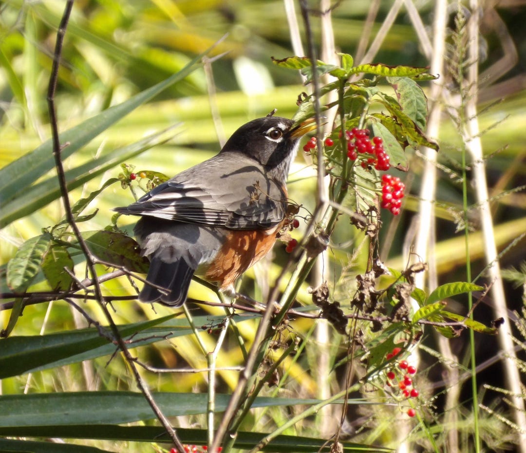 Red Breasted Robin/ American Robin/ Bird Photography - Etsy