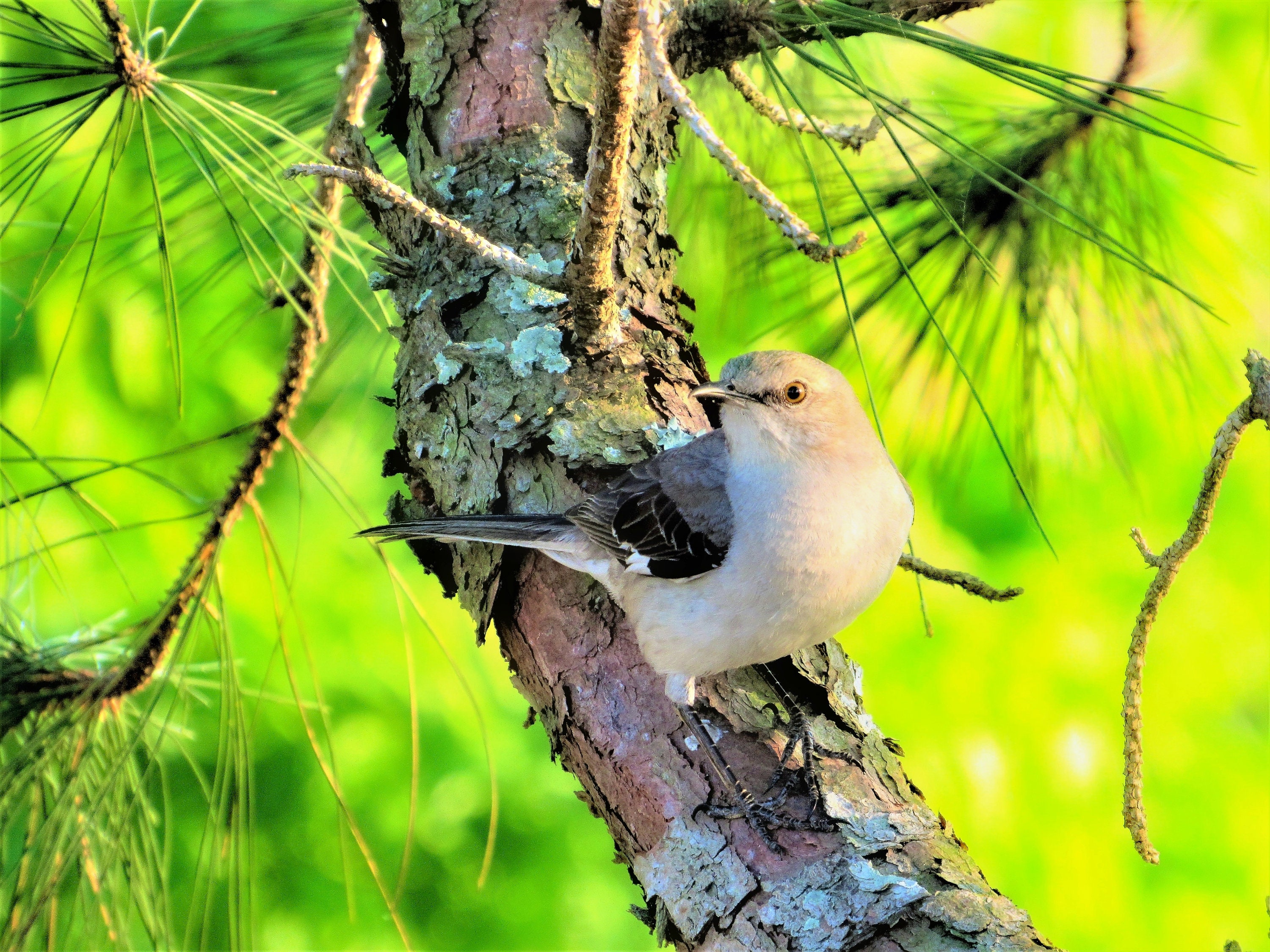 Mockingbird/florida State Bird/bird Photography/wildlife/nature/wall ...