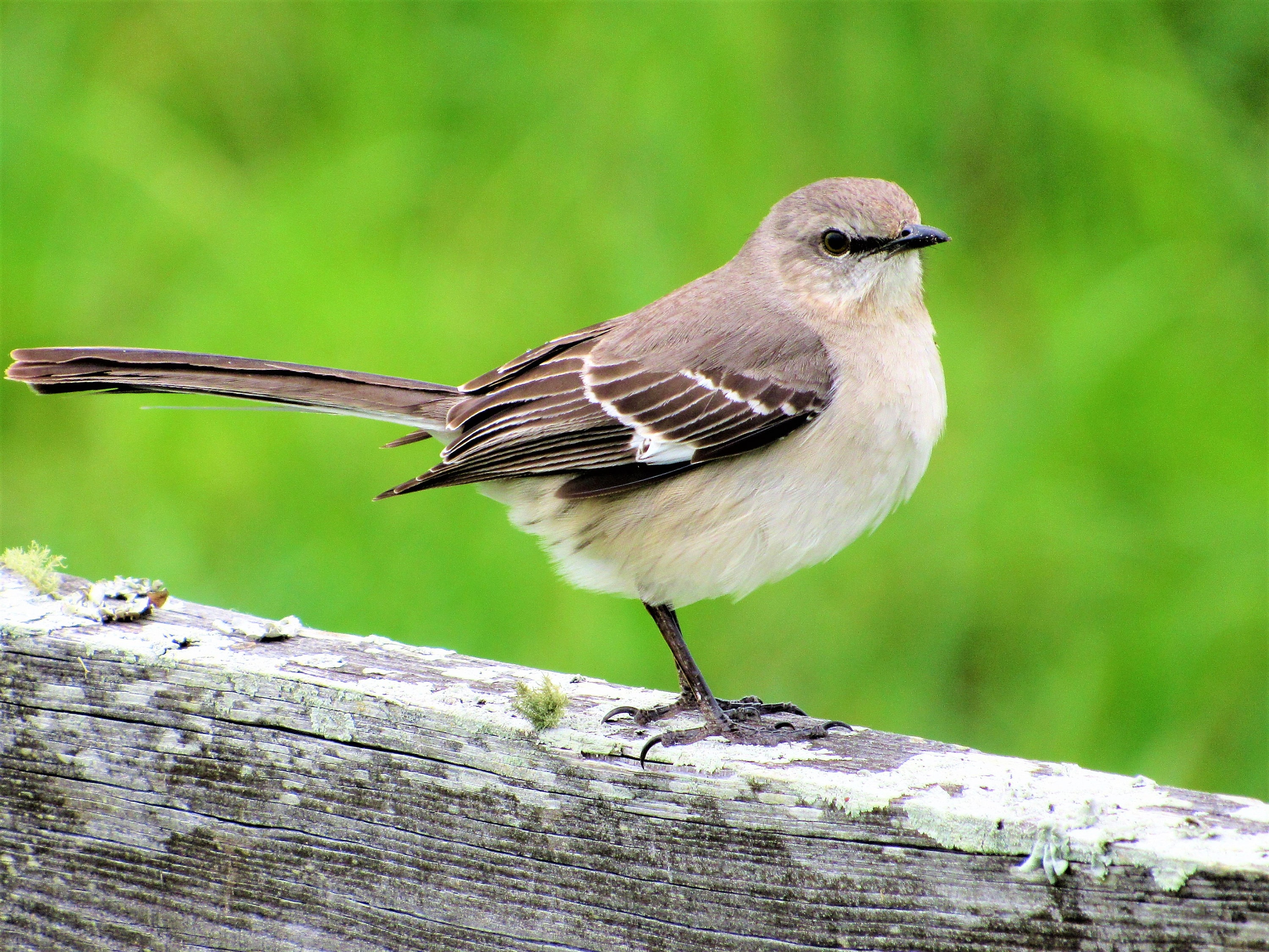 Mockingbird/songbird/florida State Bird/wildlife/nature - Etsy