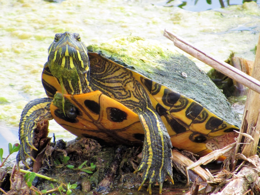 Turtles/ Florida Cooter/ Coastal Plain Turtle/reptiles - Etsy