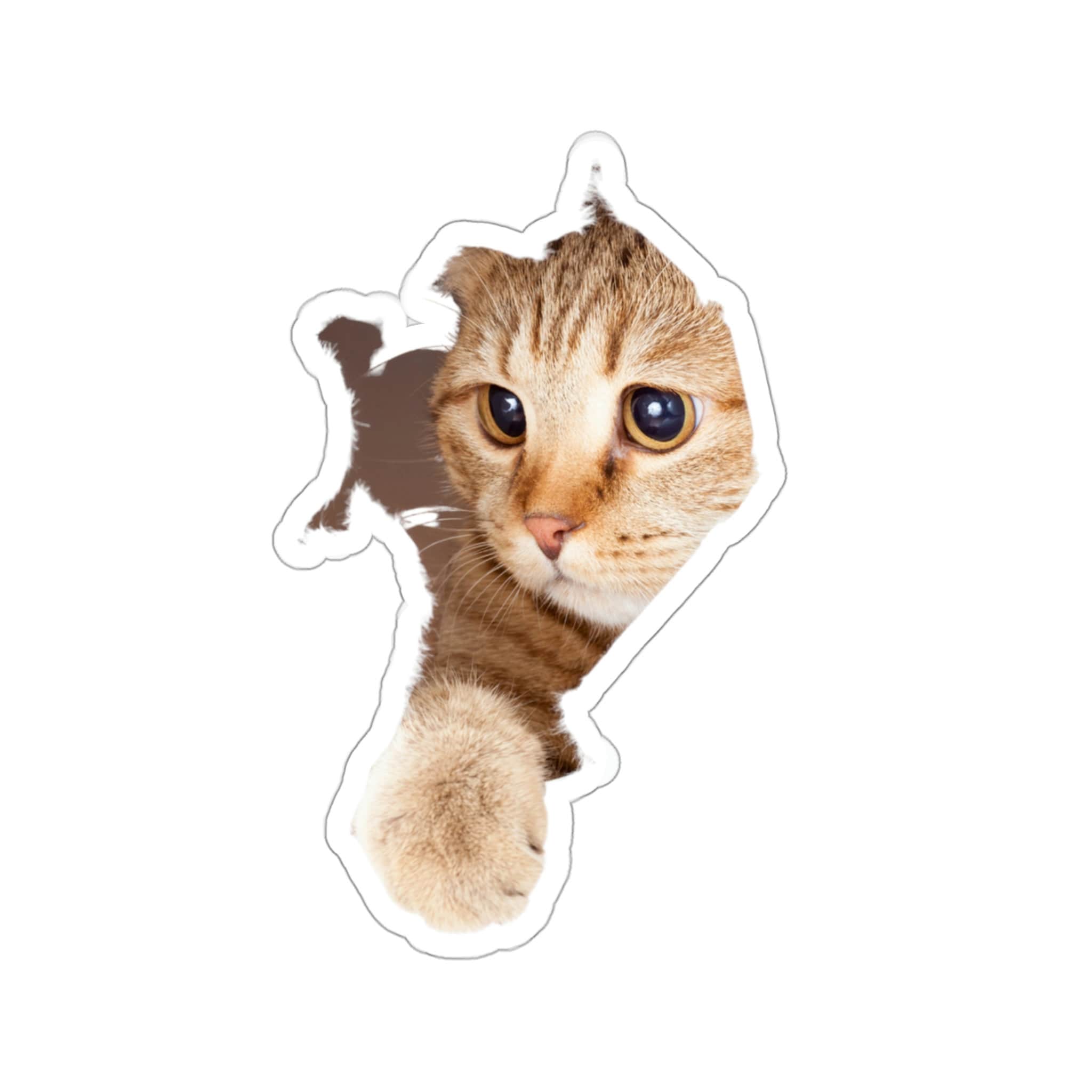 Cute Cat Sticker Funny Cat Sticker, Meme Cat Sticker, Cat Lover Sticker ...
