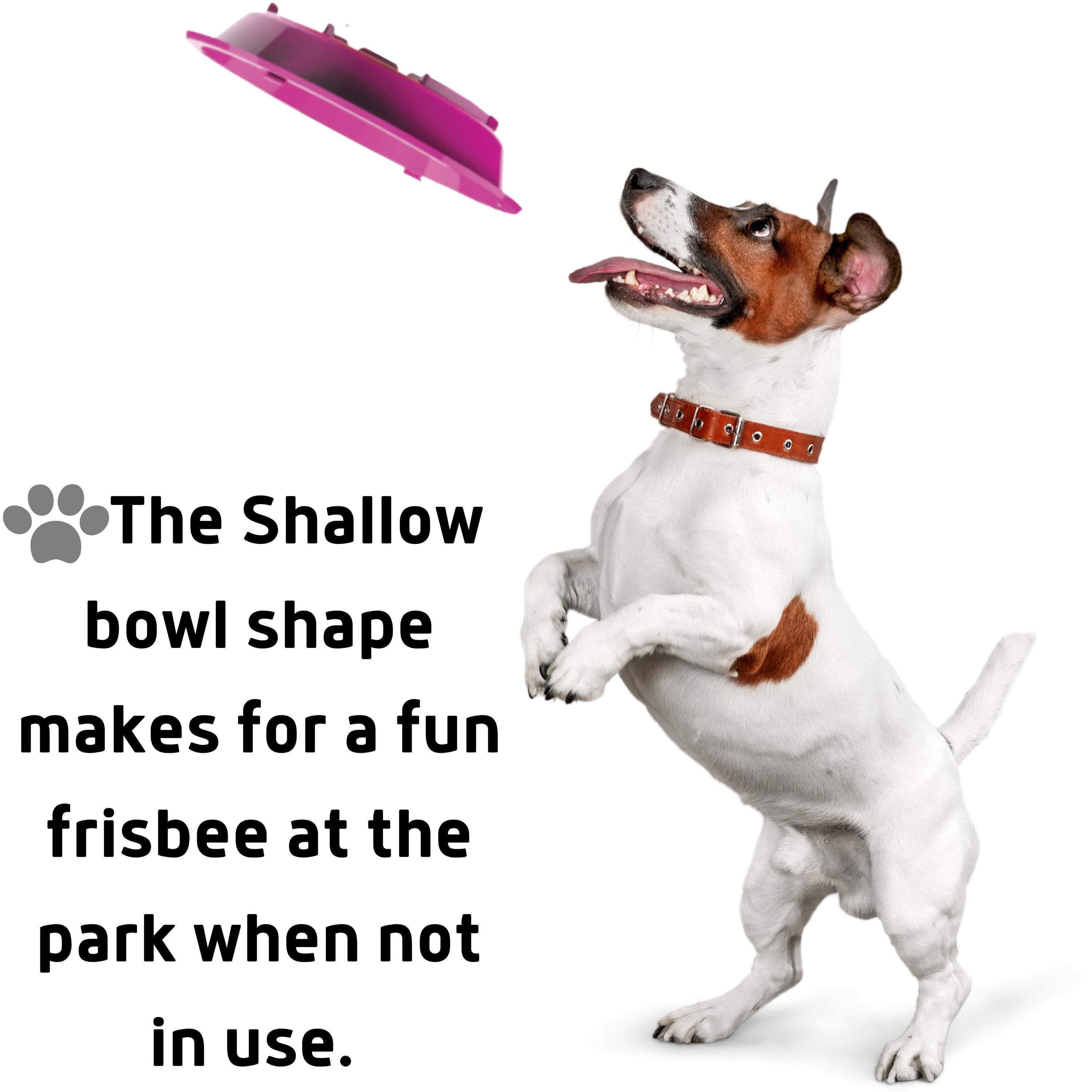 Dog Frisbee Meme