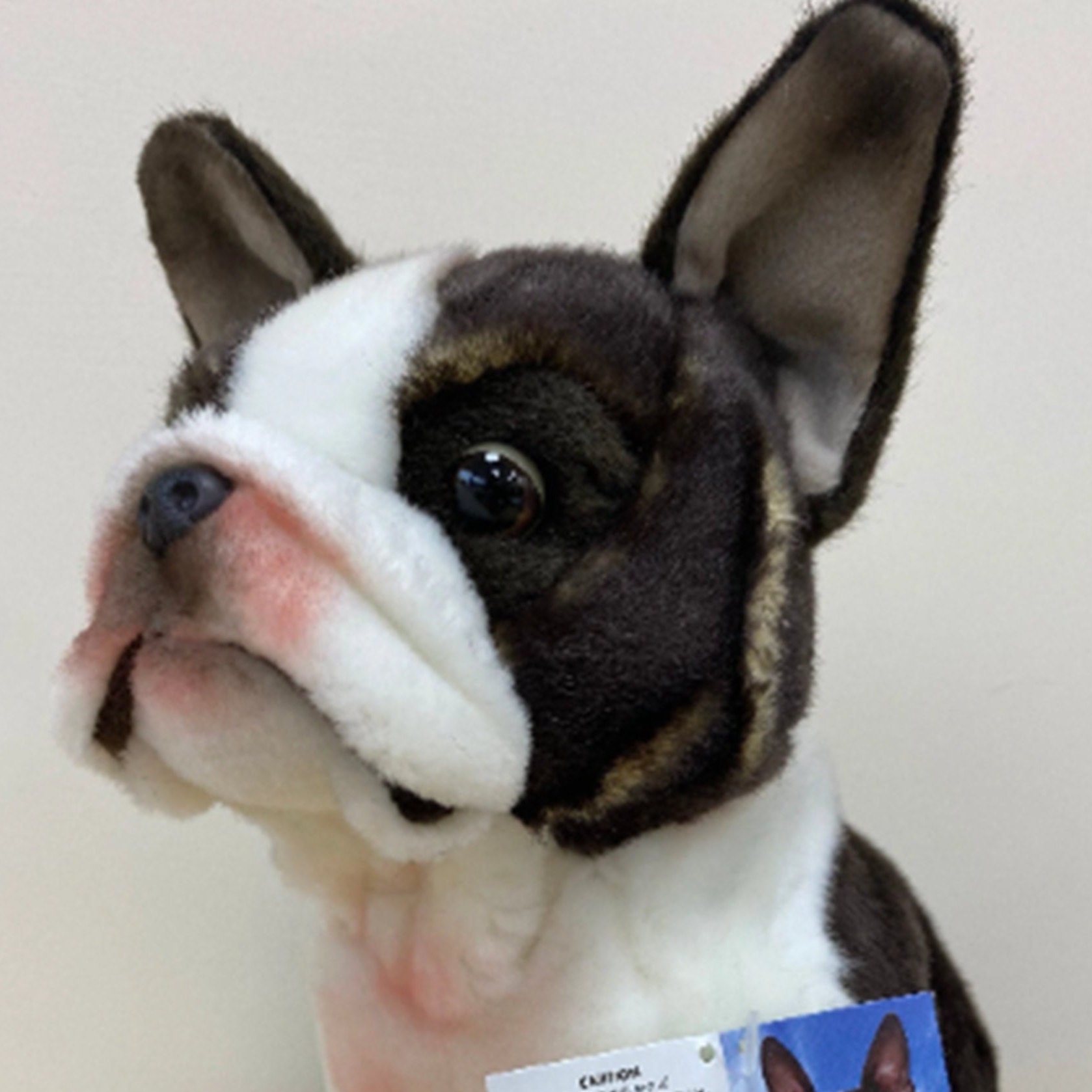 Teacup Boston Terrier for sale | Only 2 left at -65%