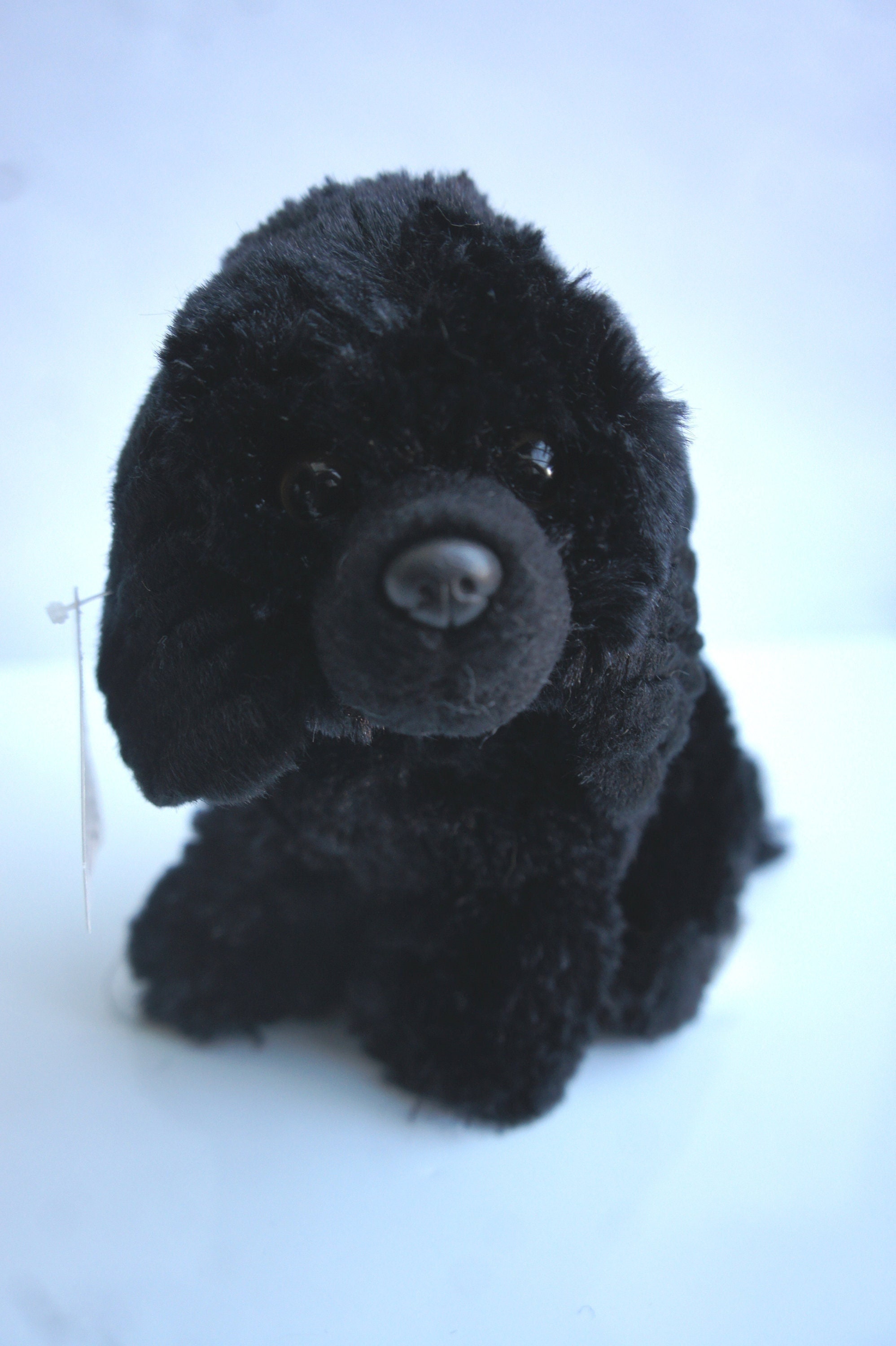 Black Baby Toy Poodle