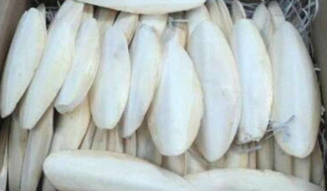 10 X Extra Large Clean Cuttlefish Bones Ideal for Craft - Etsy