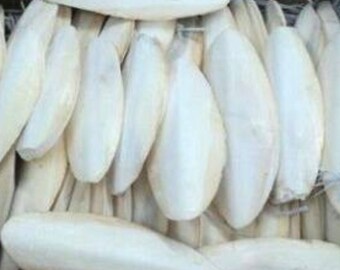 Extra Large Cuttlefish Bone - Etsy