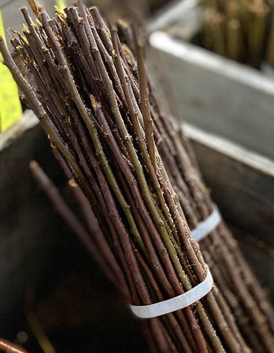 10 Large Caliper 5/16 to 3/8 SEMI DWARF and Dwarf Apple Rootstocks in ...