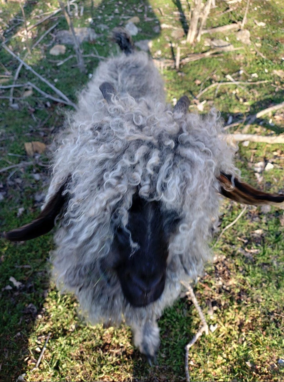 Mohair Washed Angora Goat Fiber Silvery Gray From (charlotte) - Etsy