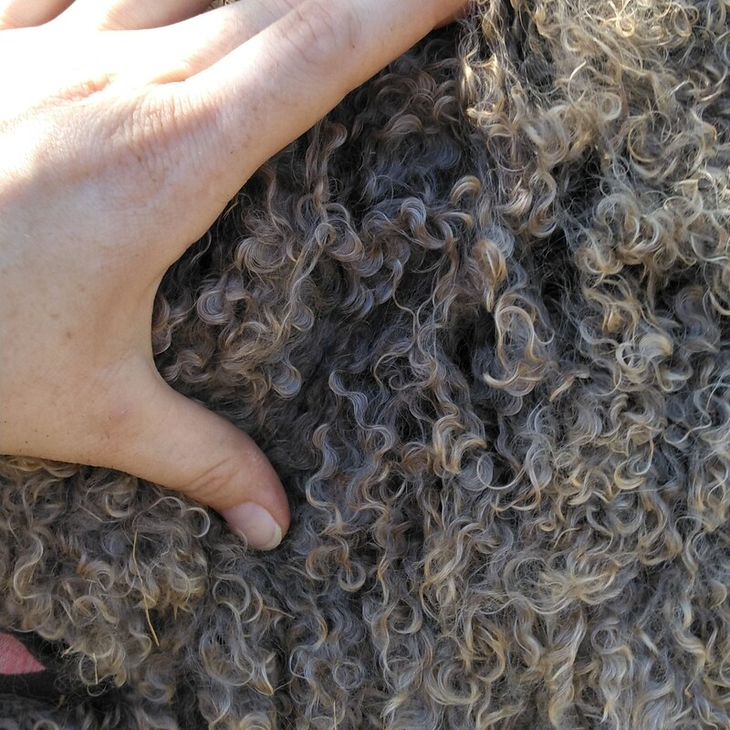 Angora Fiber - Etsy