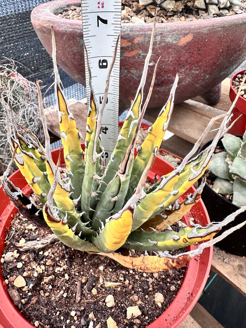 Variegated Agave Utahensis Var. Eborispina - Etsy