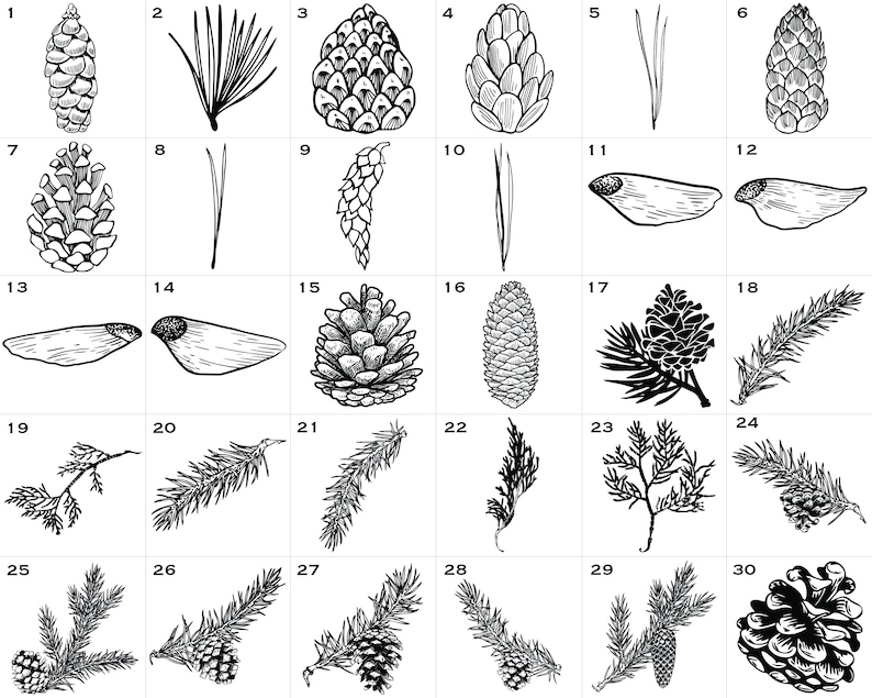 Pine Cone SVG Bundle 85 Designs Pine Tree Clipart Pine - Etsy