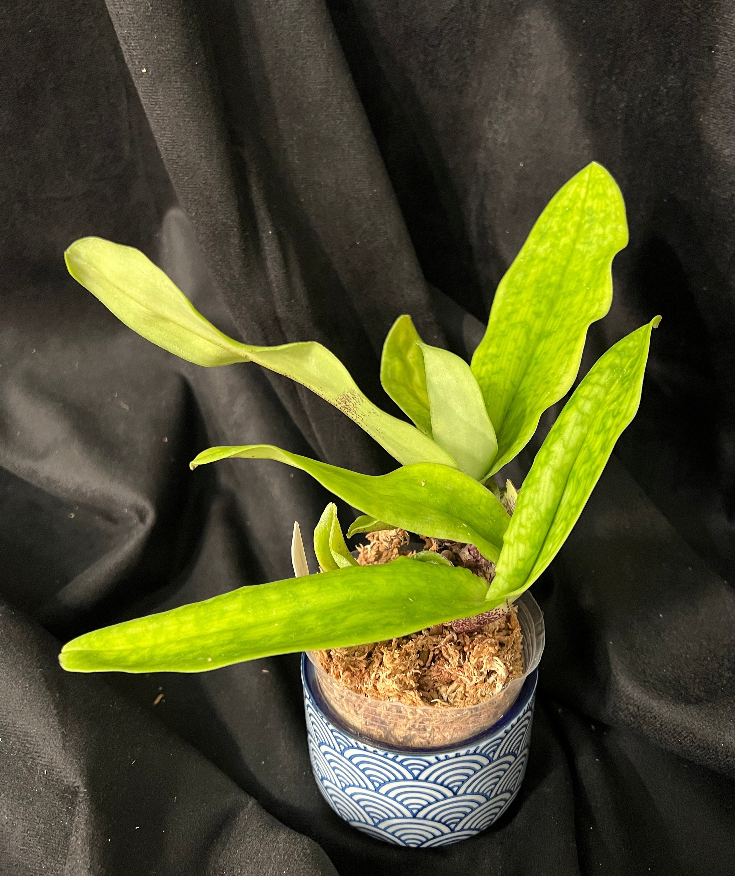 Paph. Memoria Larry Heuer in Spike - Etsy Canada