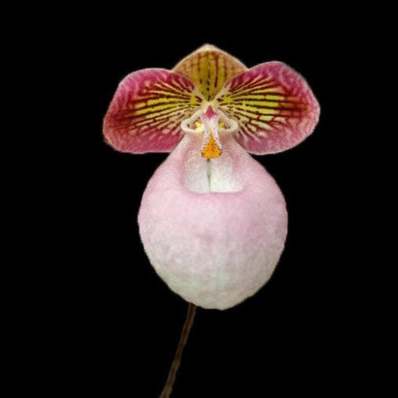 RARE Paph. Micranthum Var. Eburneum - Etsy Canada