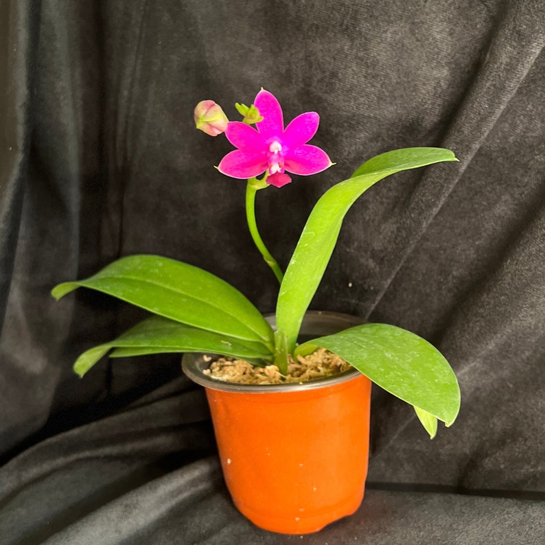 Phal. Sapphire's Galah - Etsy Canada