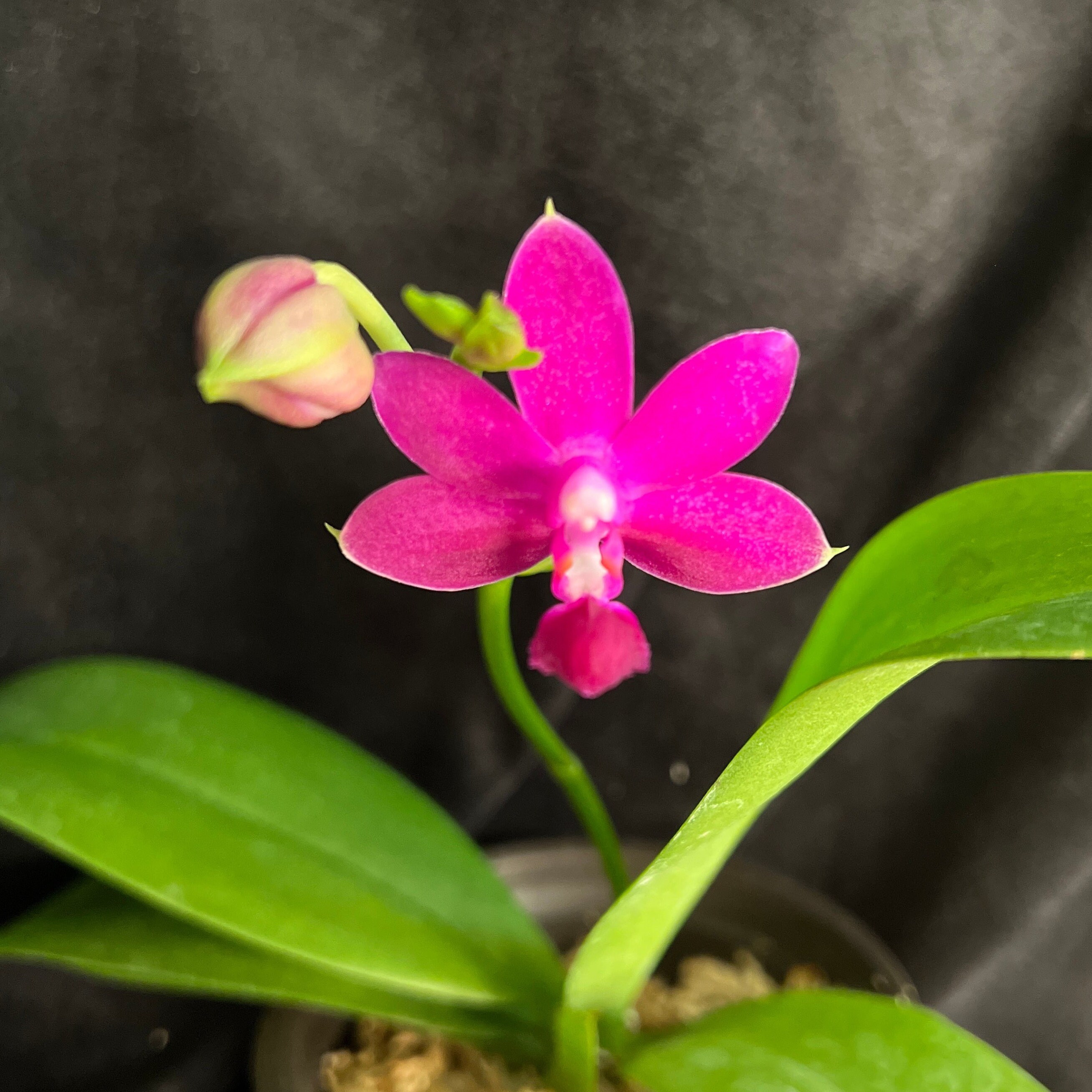 Phal. Sapphire's Galah - Etsy Canada