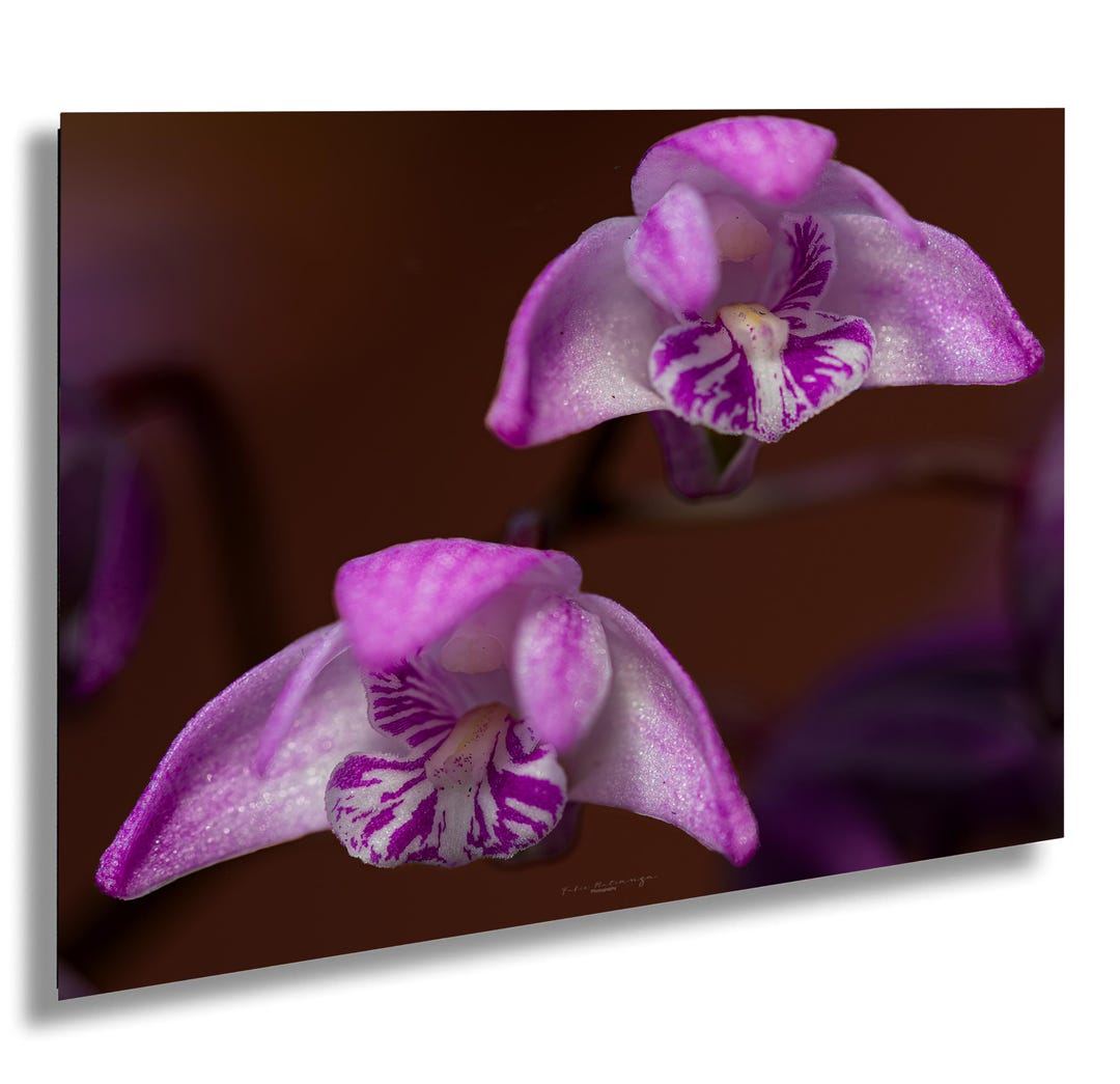 Mini Orchid Flower Photo Print: Floral Wall Art, Macro Fine Art ...