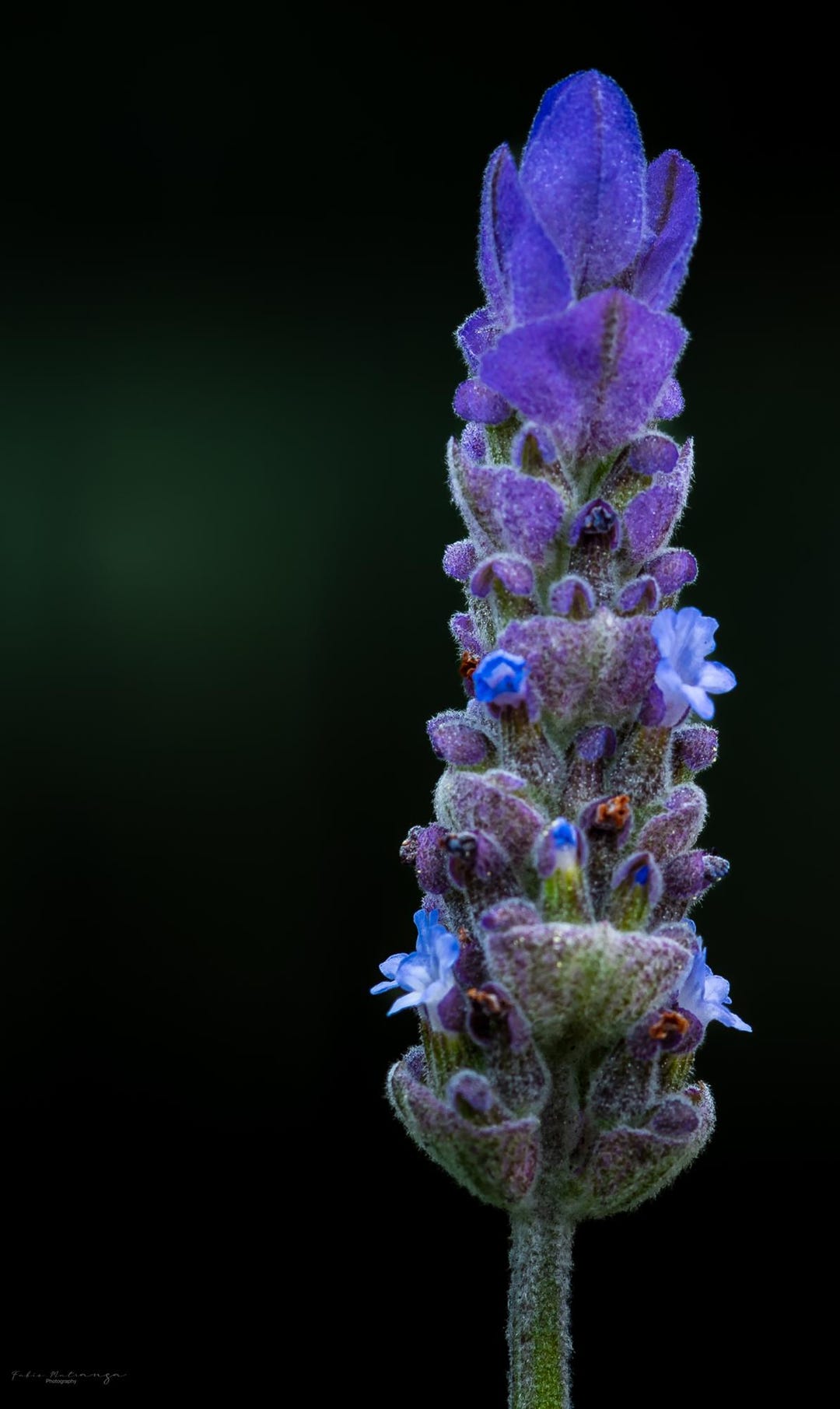 Colourful Lavender Fine Art Flower Photo, Beautiful Floral Wall Art ...
