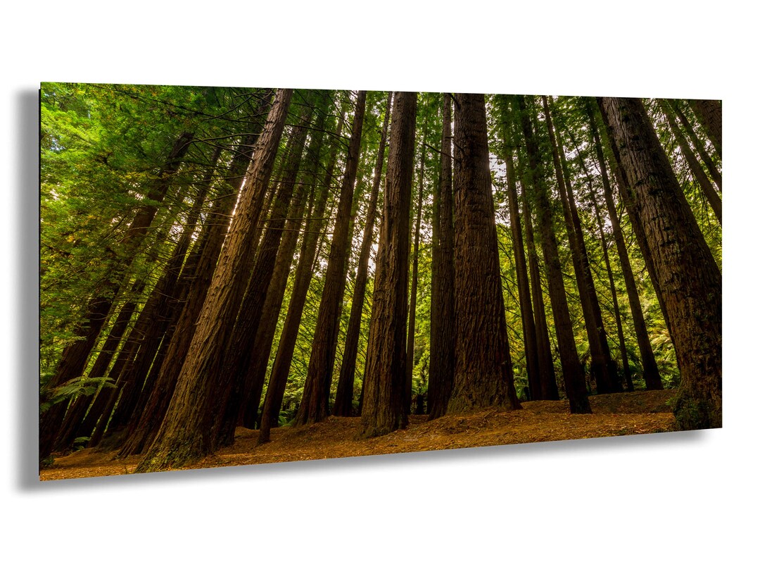 California Redwoods Fine Art Photo, Twelve Apostles, Otway National ...