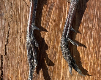 Pheasant Feet | Etsy