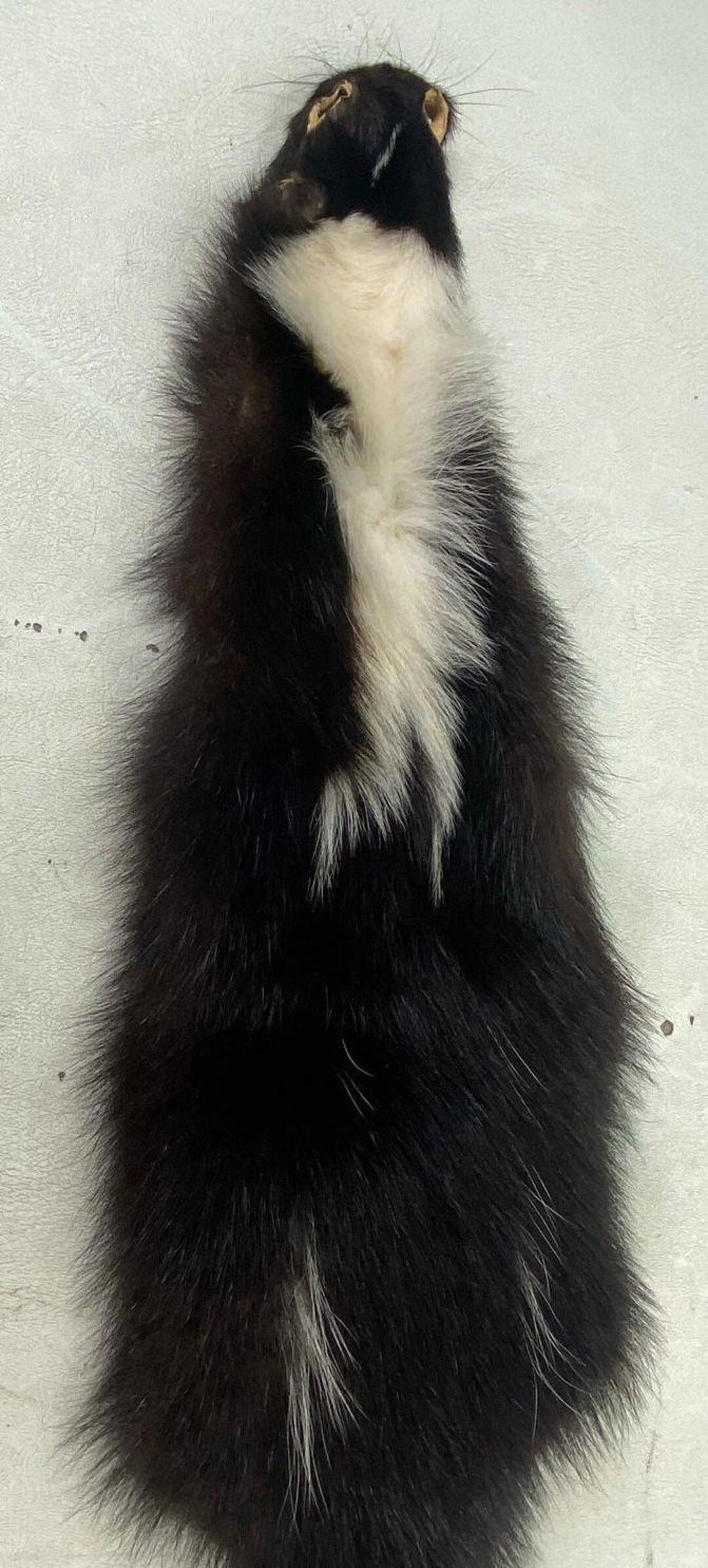 Skunk Pelt Professional Taxidermy - Etsy