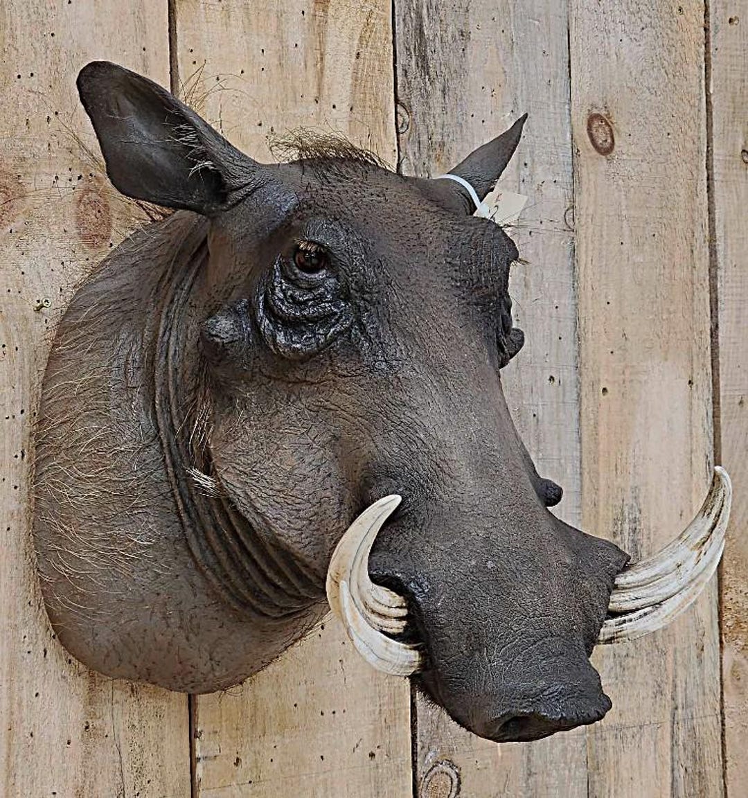 African Pumba Warthog Wall Display ACUNA MATATA Must See! Don't Miss ...