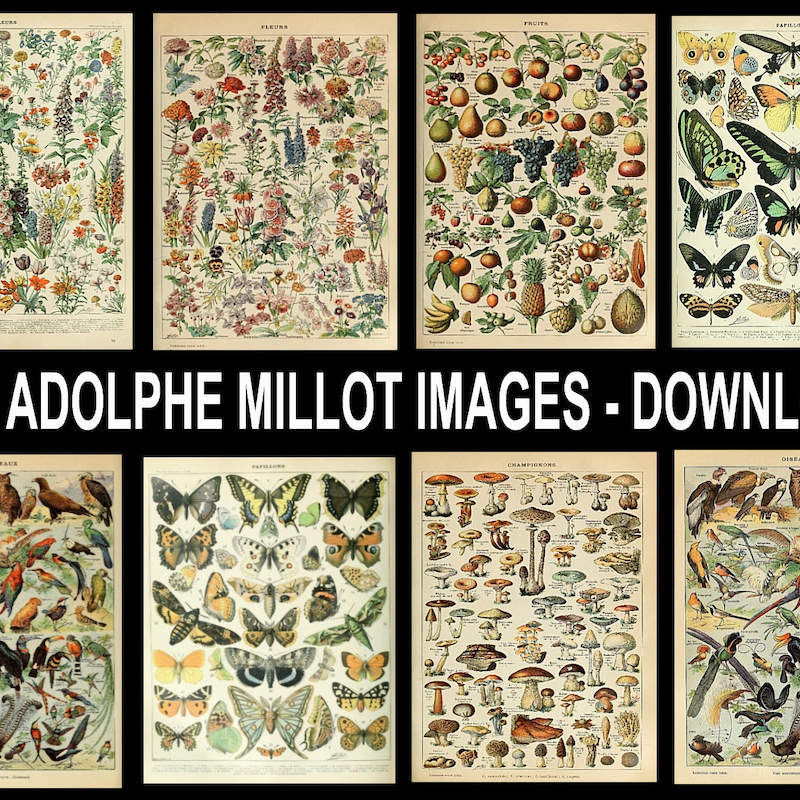 Adolphe Millot - Etsy